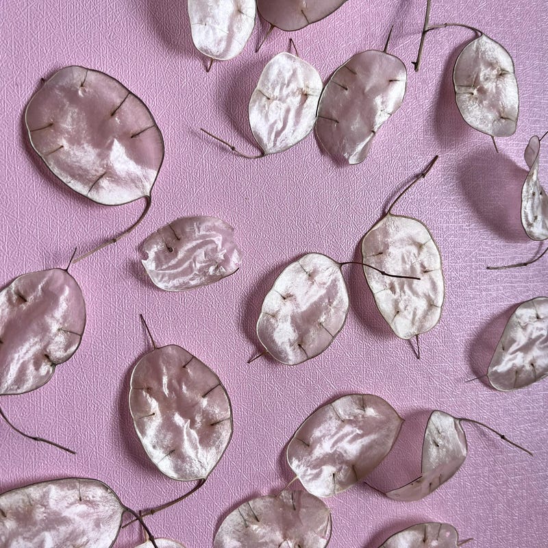 Honesty Dry Flowers - Etsy