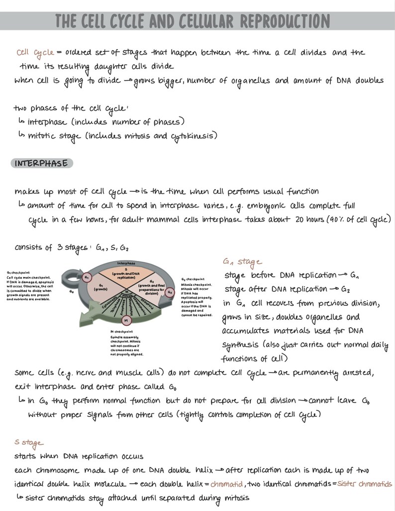 Cell Cycle and Cellular Reproduction Study Notes for Introductory ...