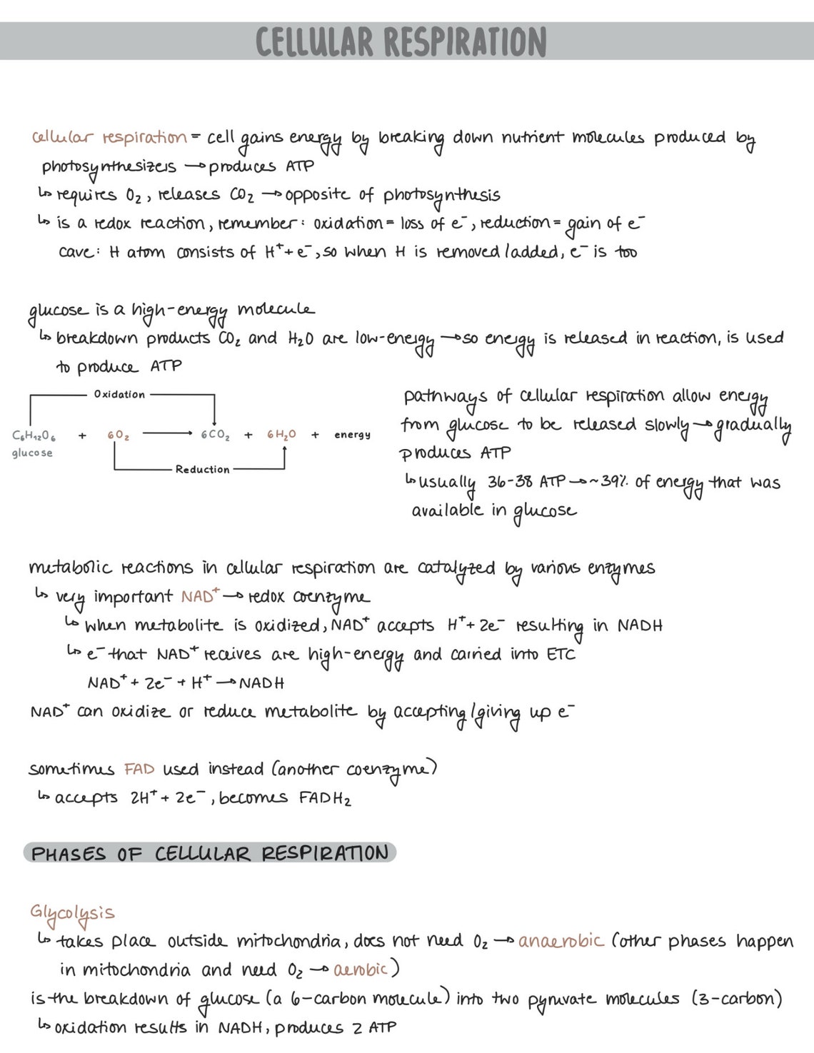 Cellular Respiration Study Notes for Introductory Biology handwritten ...