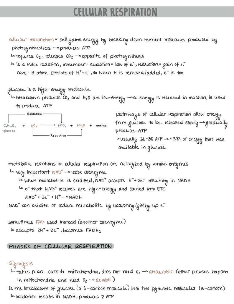 Cellular Respiration Study Notes for Introductory Biology handwritten ...