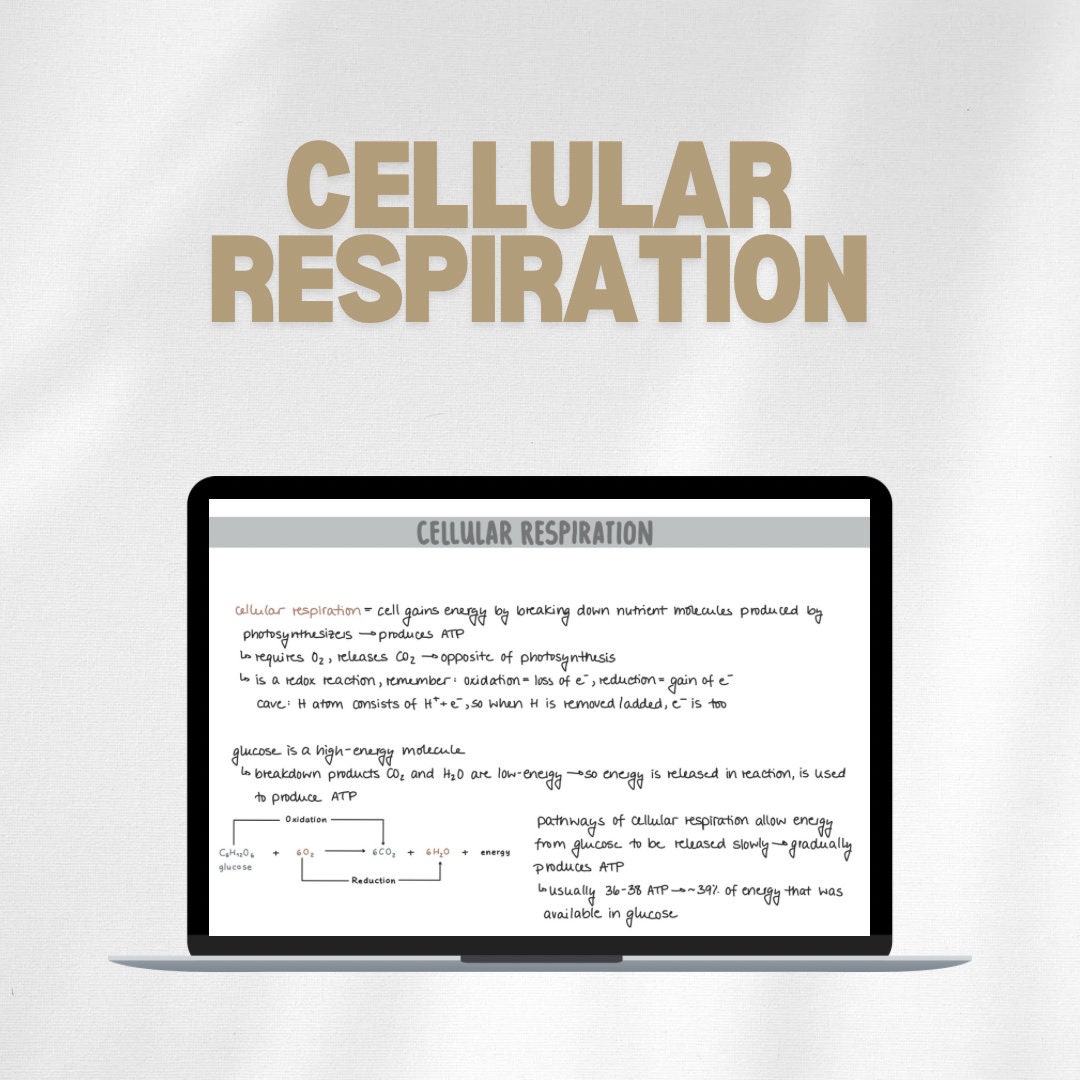 Cellular Respiration Study Notes for Introductory Biology handwritten ...