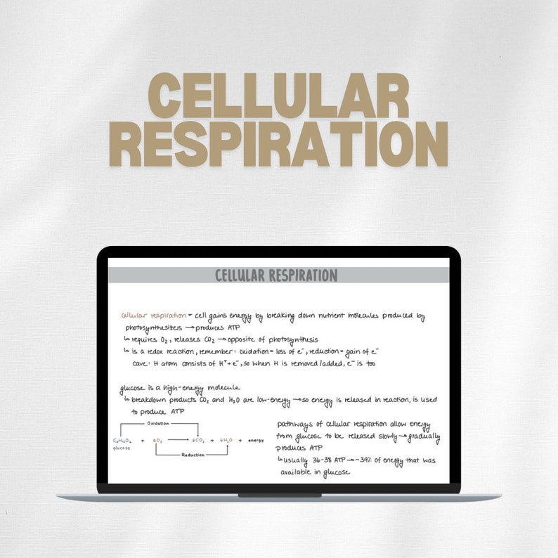 Cellular Respiration Study Notes for Introductory Biology handwritten ...