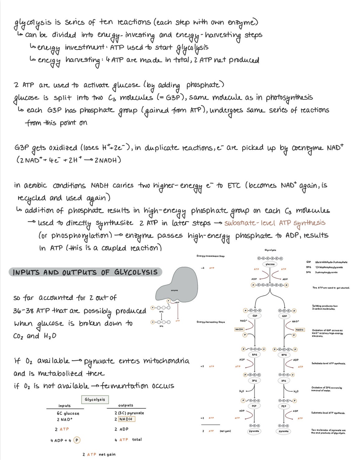 Cellular Respiration Study Notes for Introductory Biology handwritten ...