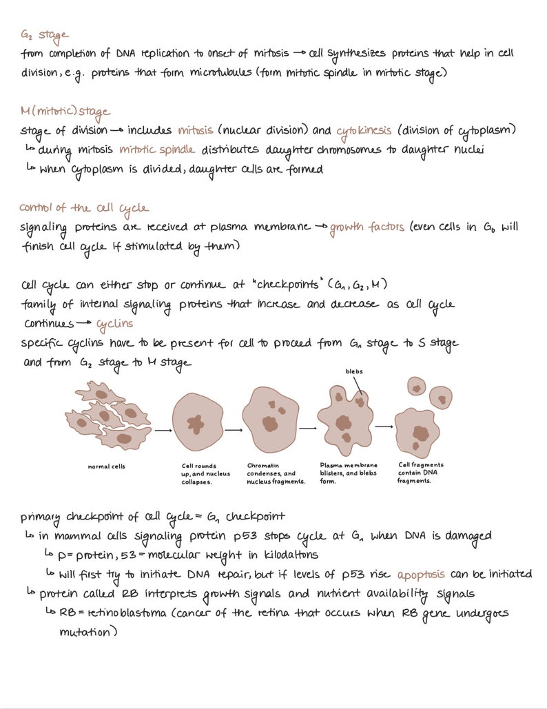 Cell Cycle and Cellular Reproduction Study Notes for Introductory ...