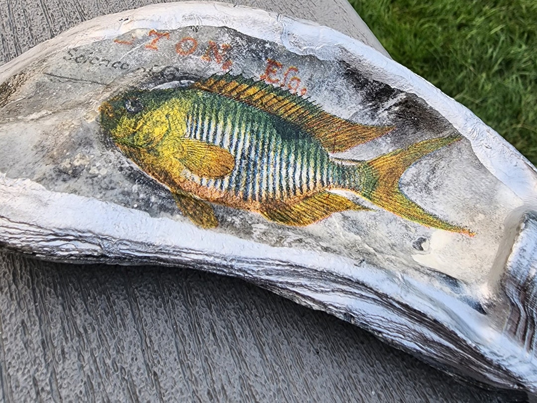 Decoupage Fish Shell Trinket Dish Jewelry Dish Oyster Shell - Etsy