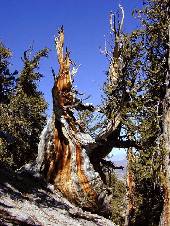 Bristlecone Pine Tree Rings
