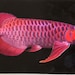 Red Dragon Fish High Quality Hand-painted Original Oil Painting ...