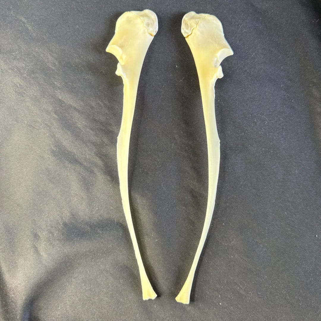 Real Animal Leg Bone Ulna Whitetail Deer Lot of 2 Real Genuine Bones ...