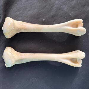 Real Animal Bone Deer Humerus Pair Set Lot Genuine Front Leg Bones ...
