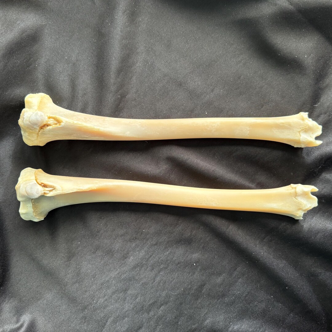 Deer Leg Shin Bones Tibia Real Animal Bone Whitetailedtaxidermy Montana ...