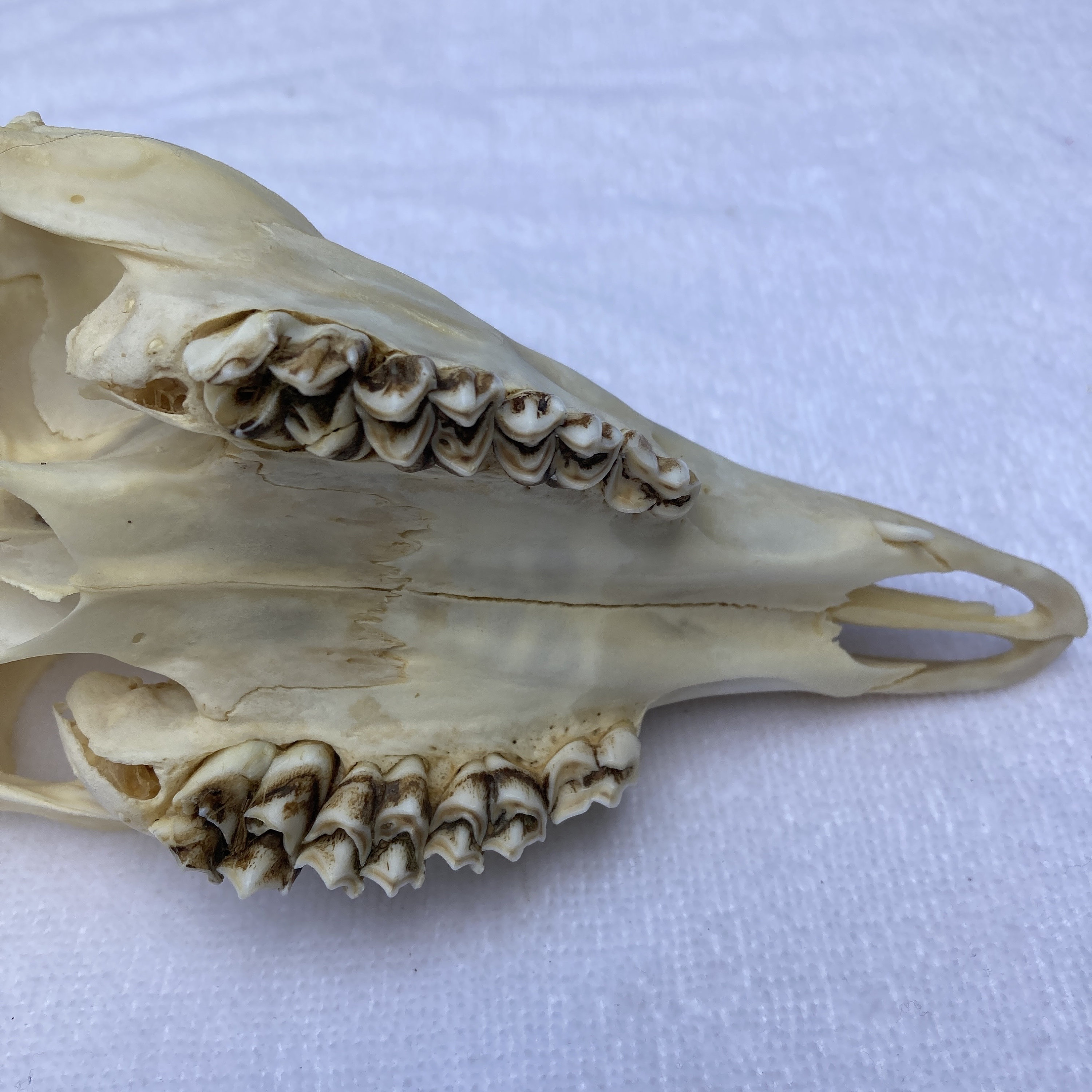 Whitetail Deer Teeth