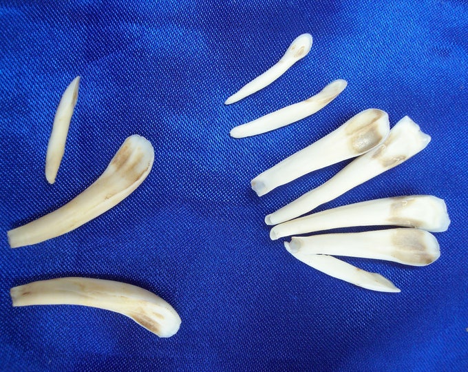 10 Pronghorn Antelope Teeth Incisors Taxidermy Real Front Animal Tooth ...