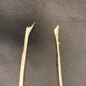 Real Animal Leg Bone Ulna Antelope Lot of 2 Ulnae Real Genuine ...
