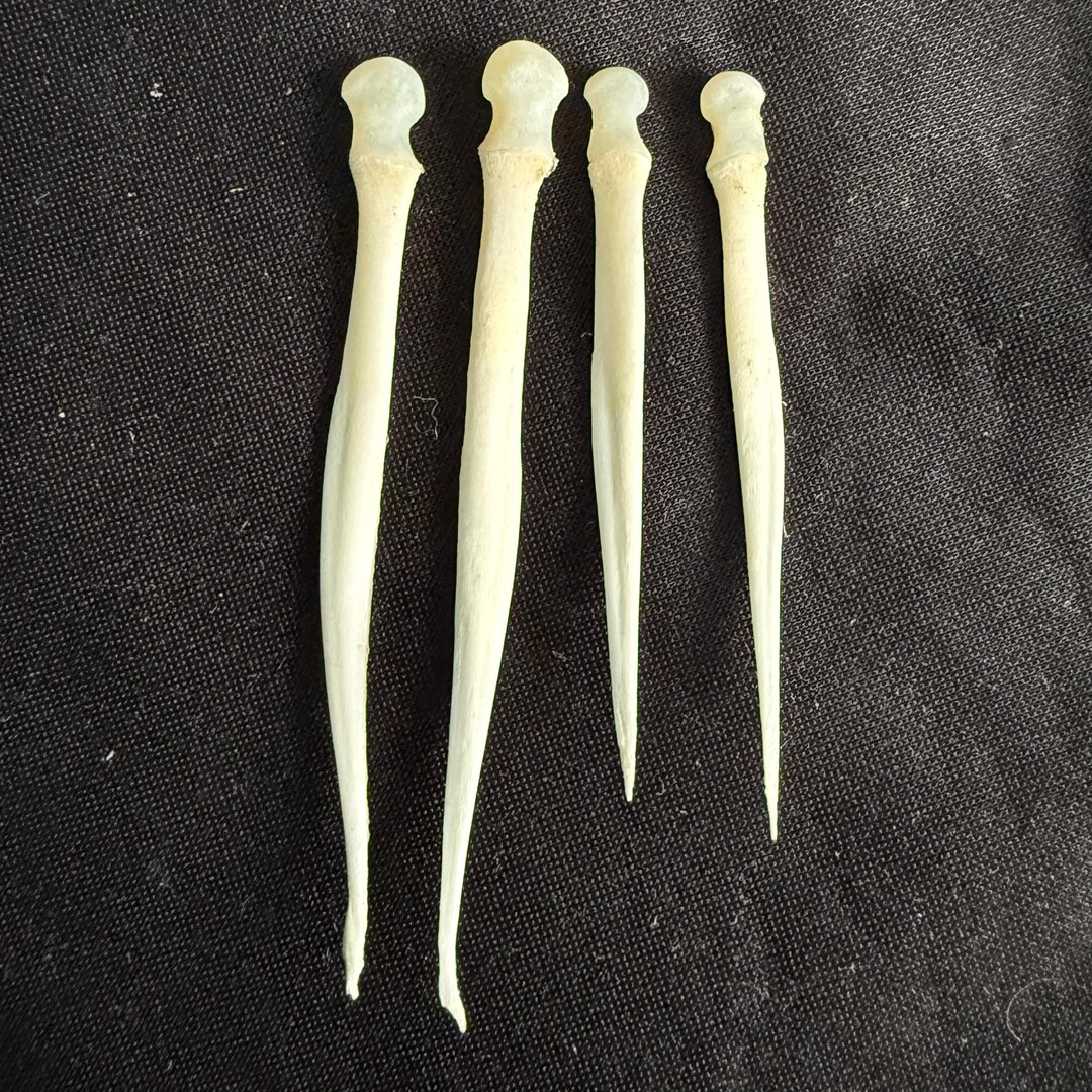 Needle Bones White-tailed Buck Deer Real Genuine Animal Bone Wildlife ...