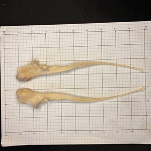 Real Animal Leg Bone Ulna Antelope Lot of 2 Ulnae Real Genuine ...