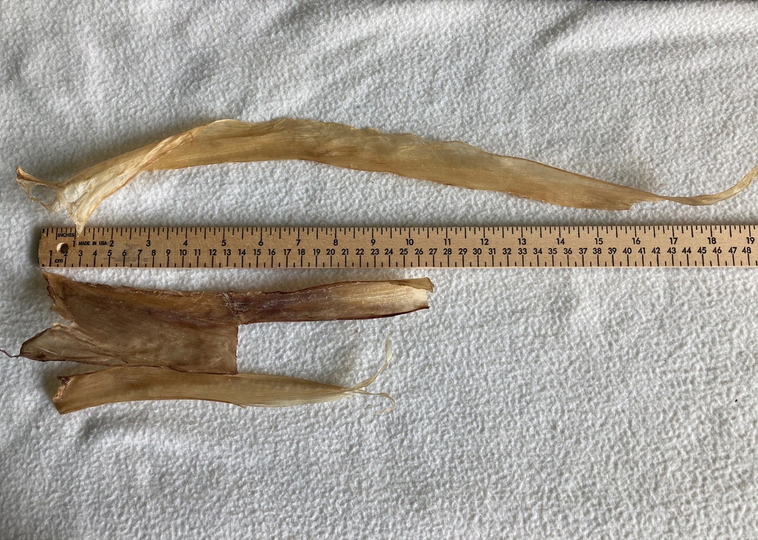 Deer Backstrap Sinew Tendon Pair Natural Fiber 18 10 Inch Long - Etsy