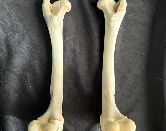Deer Leg Thigh Bones Femur Lot of 2 Hind Bone Taxidermy Wildlife ...