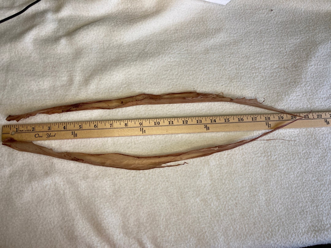 Deer Backstrap Sinew Tendon Pair Natural Fiber 21 Inch Long Genuine ...