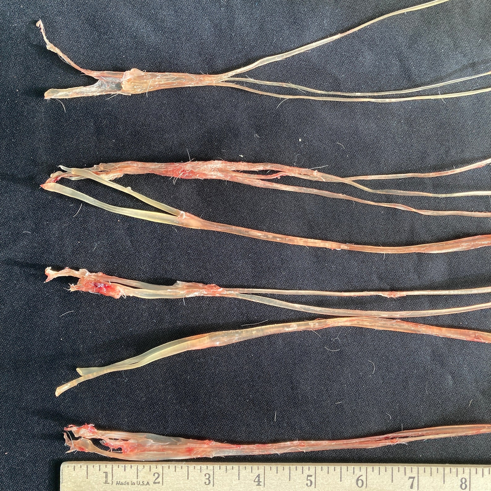 Deer Leg Sinew Tendon Arts Craft Pow Wow Mountain Man Sewing Native Art ...