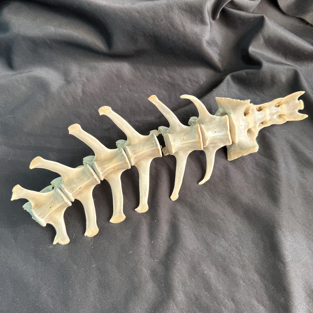 Deer Spine Vertebrae Bones Sacrum Lumbar Taxidermy Real Animal Bone ...