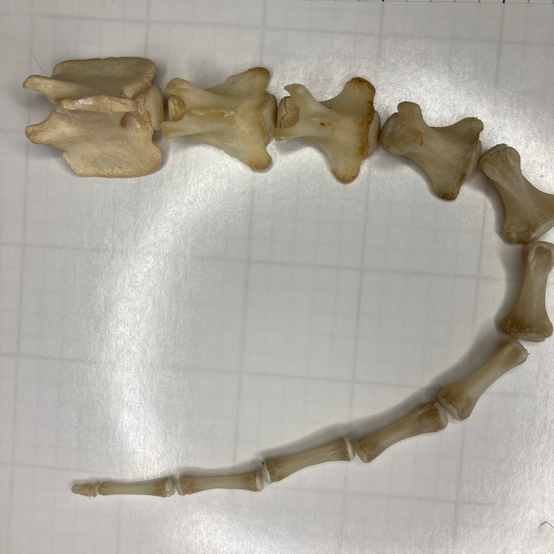 Deer Tail Bone Set of 12 Real Mule Deer Buck Bones Taxidermy Animal ...