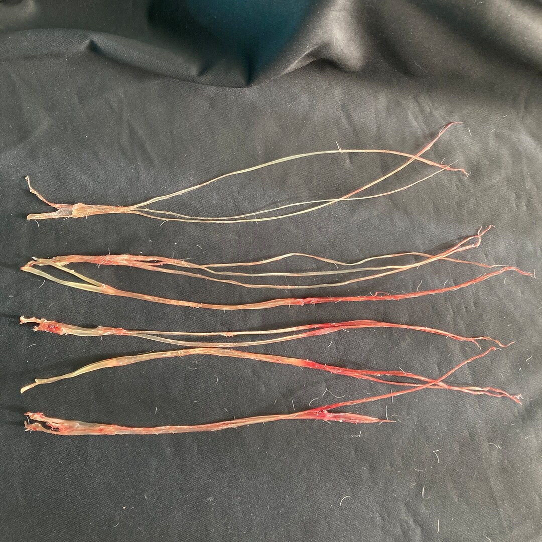 Deer Leg Sinew Tendon Arts Craft Pow Wow Mountain Man Sewing Native Art ...