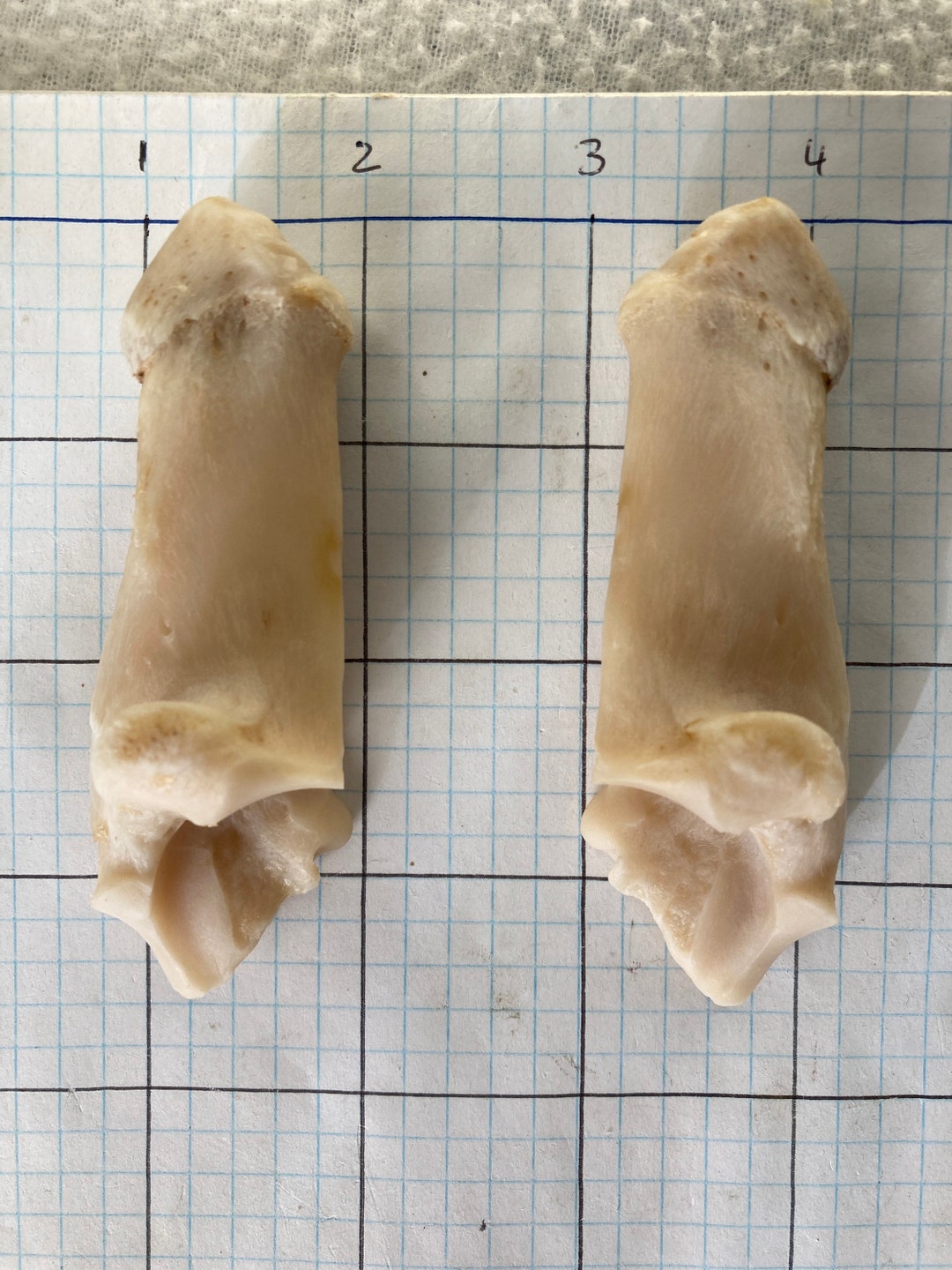 Deer Hock Bones Lot Set of 2 Calcaneus Hind Leg Montana Wildlife ...