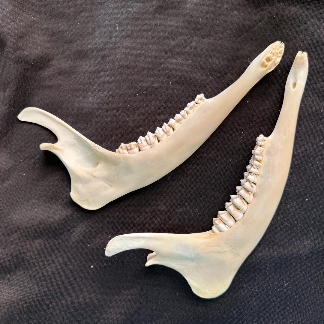 Real Animal Deer Jaw Bones Lot of 2 Matching Set Whitetail Mandible ...