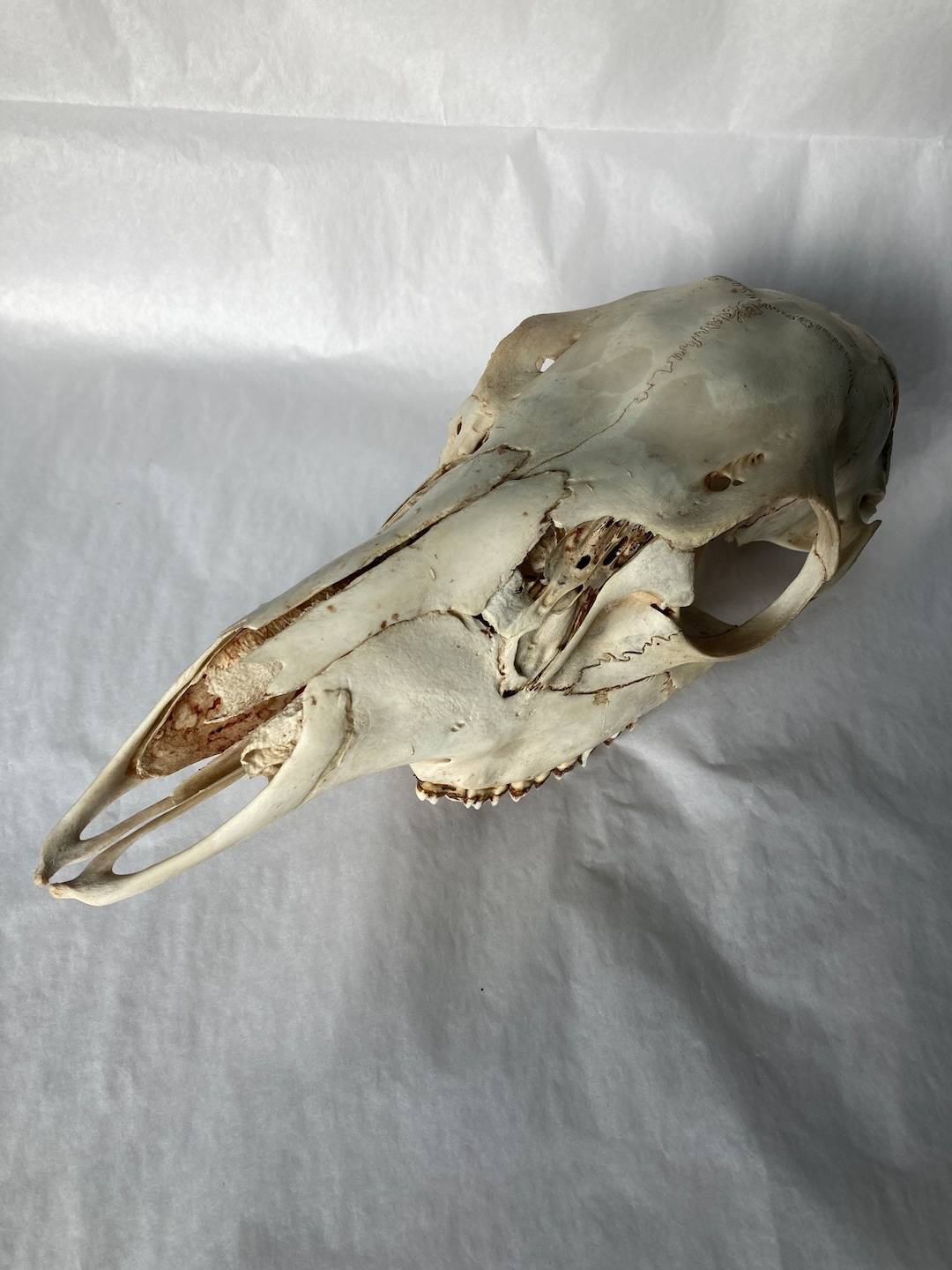 Deer Skull W Teeth White-tailed Doe Taxidermy Real Animal Bone Wildlife ...