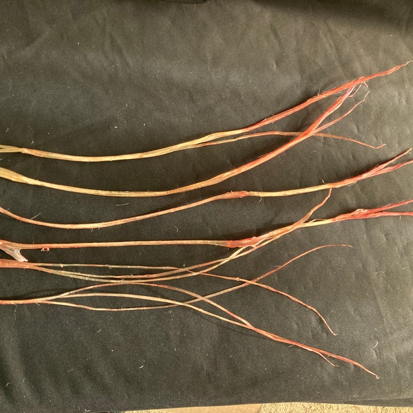 Deer Sinew - Etsy