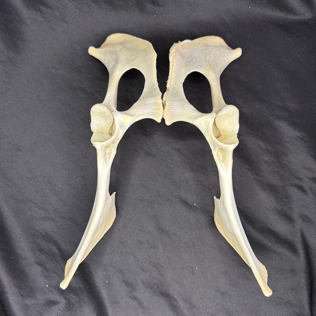 Real Animal Bone Deer Pelvis Hip 2 Halves Real White-tailed Genuine ...