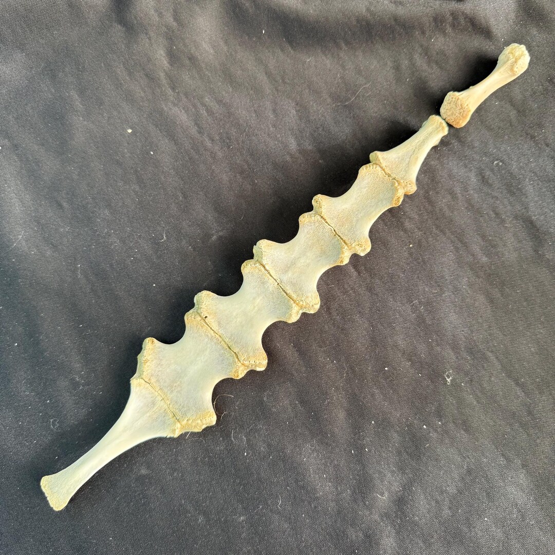 Deer Sternum Real Animal Bones Breast Bone 2 Pieces Sections Buck ...