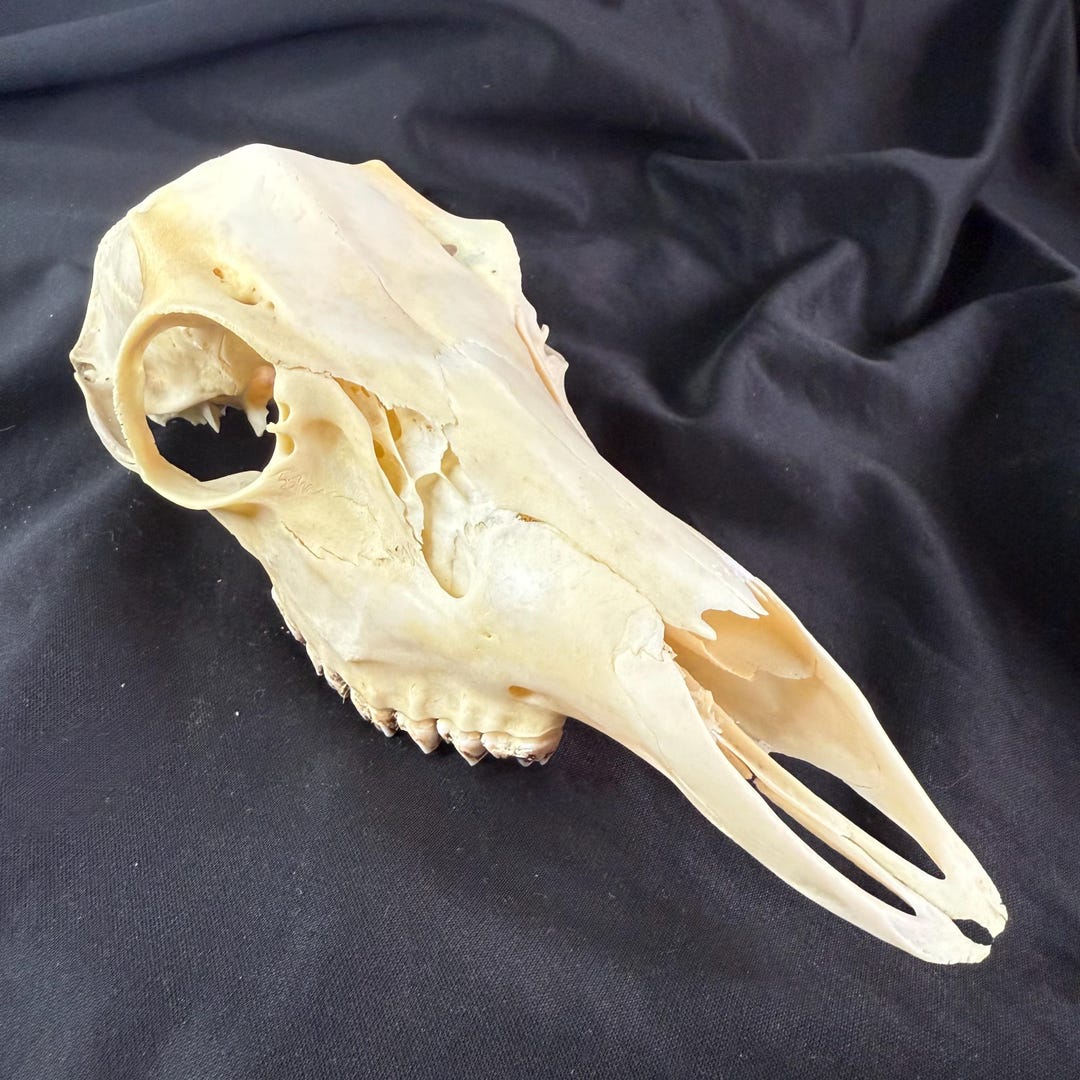 Animal Skull W Teeth Mule Deer Doe Taxidermy Real Bone Wildlife Anatomy ...
