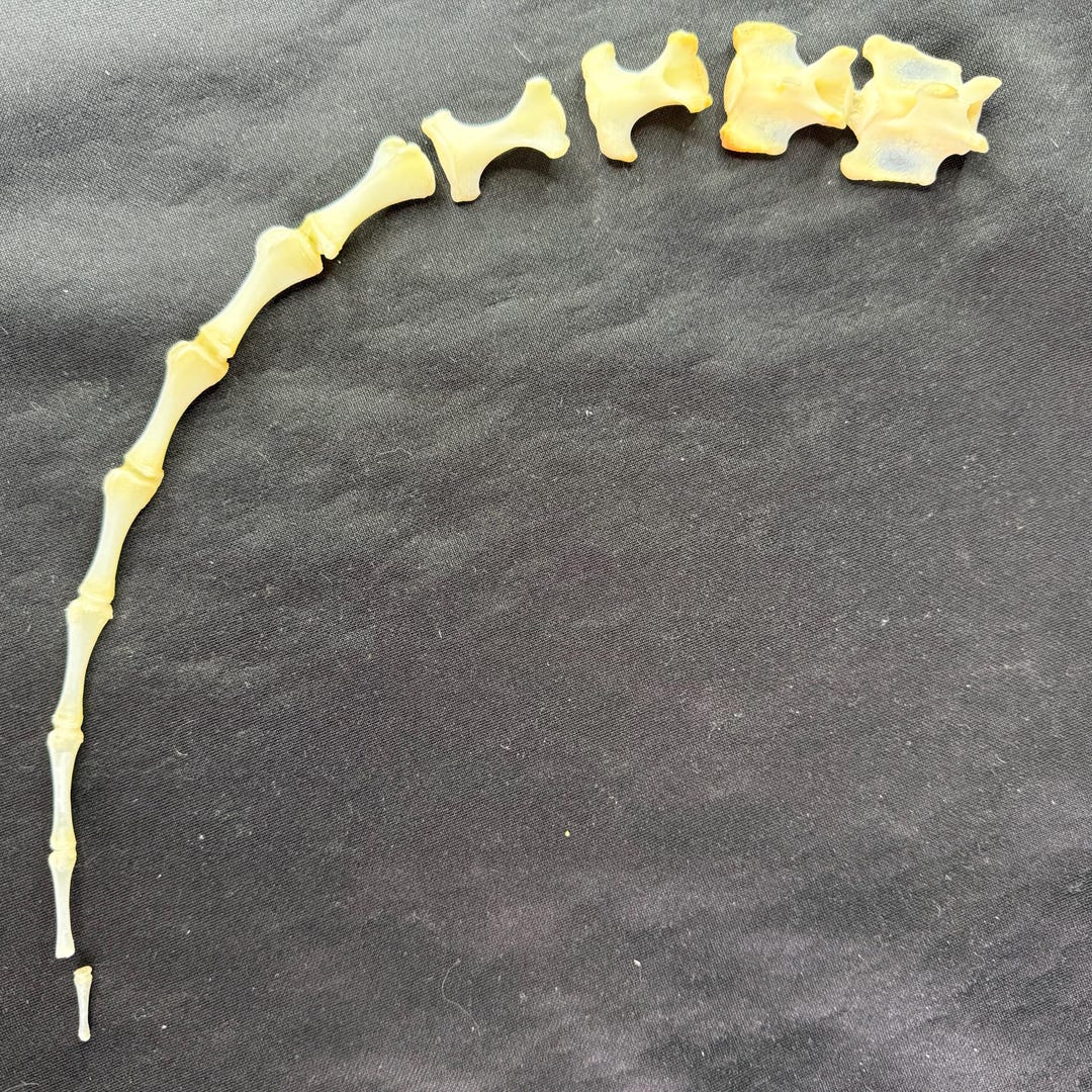 Deer Tail Bone Set of Twelve 12 Real Animal Bones White-tailed Deer ...
