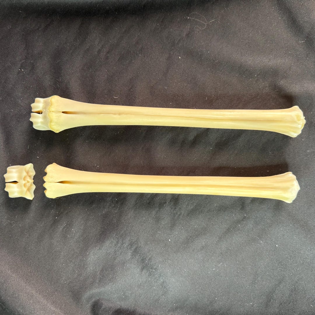 Real Animal Leg Bone White Tailed Deer Lot of 2 Genuine Metatarsal ...