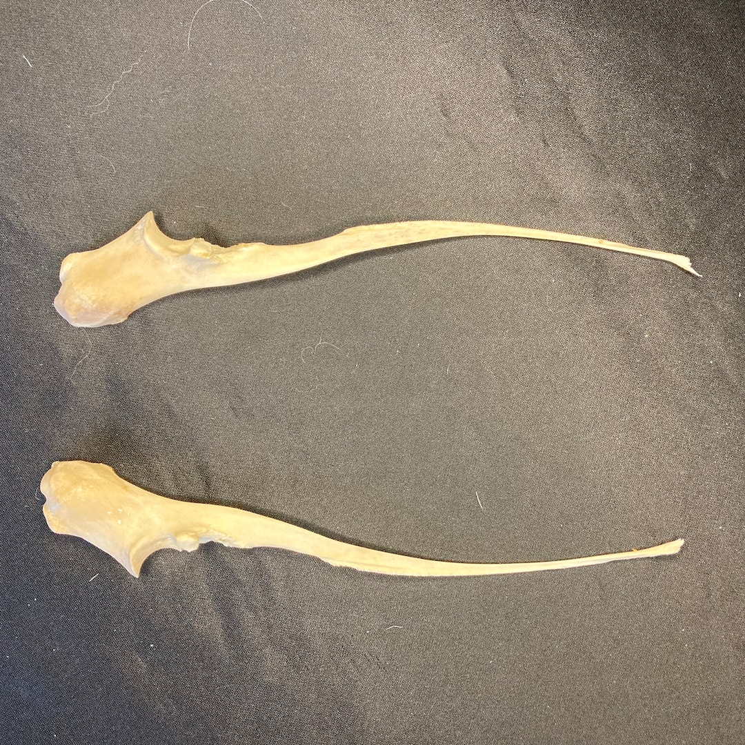Real Animal Leg Bone Ulna Antelope Lot of 2 Ulnae Real Genuine ...