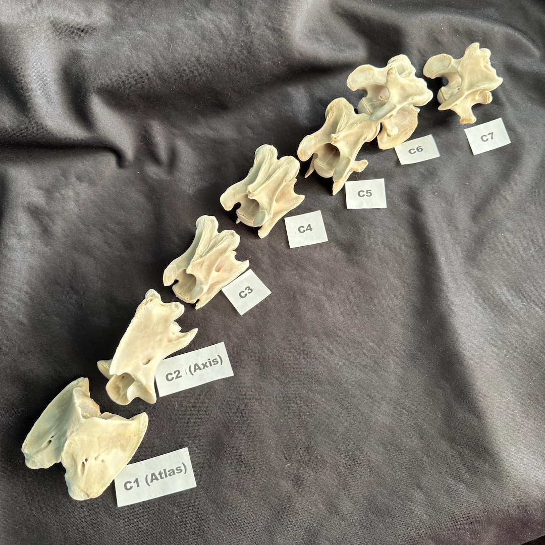 Deer Spine Vertebrae Bones 7 Cervical Taxidermy Real Animal Vertebra ...