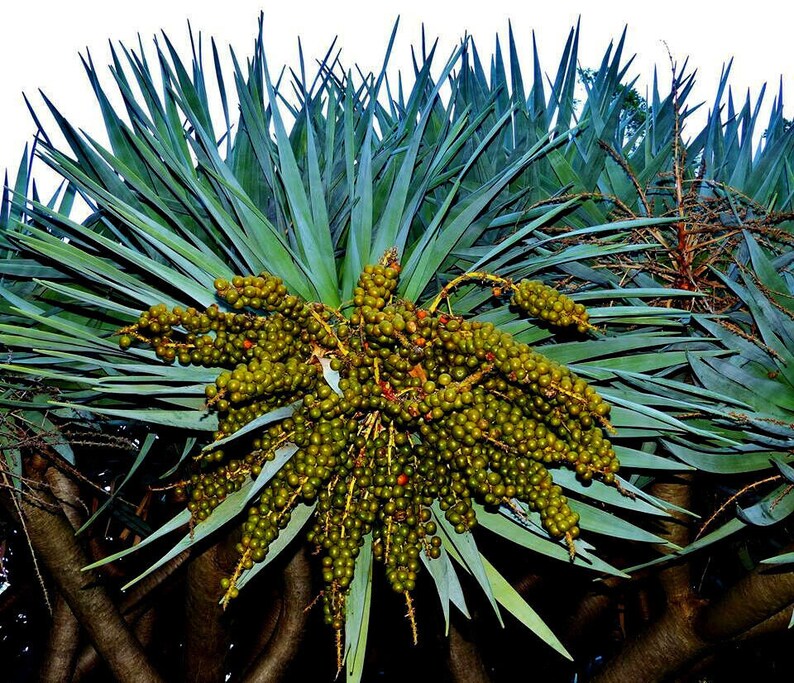 Fresh Seeds 10 Dragon's Blood Tree Seeds dracaena Draco Exotic Canary ...
