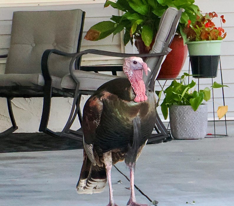 Wild Turkey Photo - Etsy