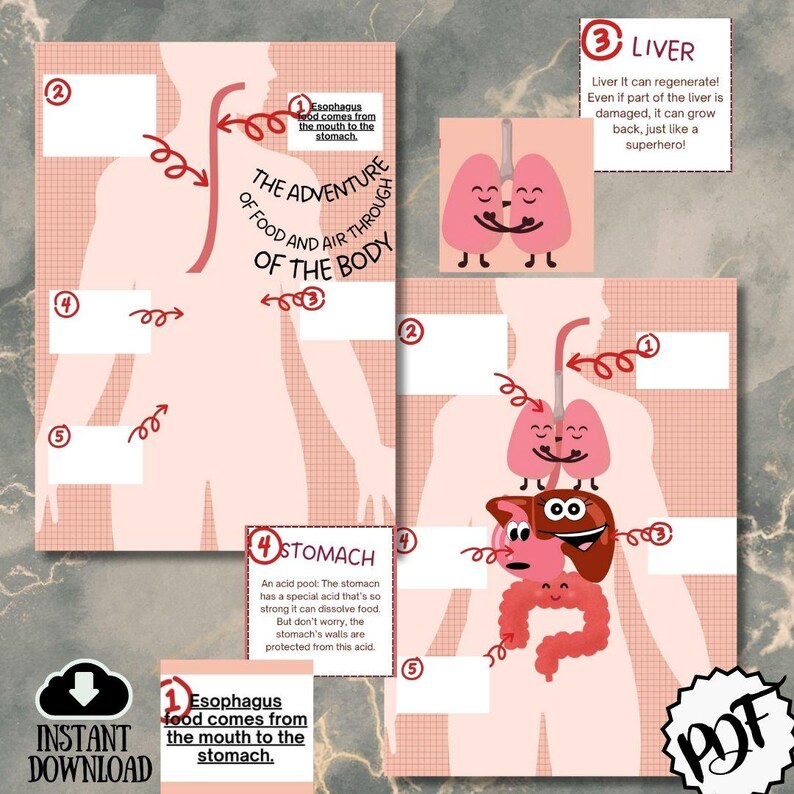 Human Anatomy Activity Cards | Fun Body Parts Learning Printable for ...