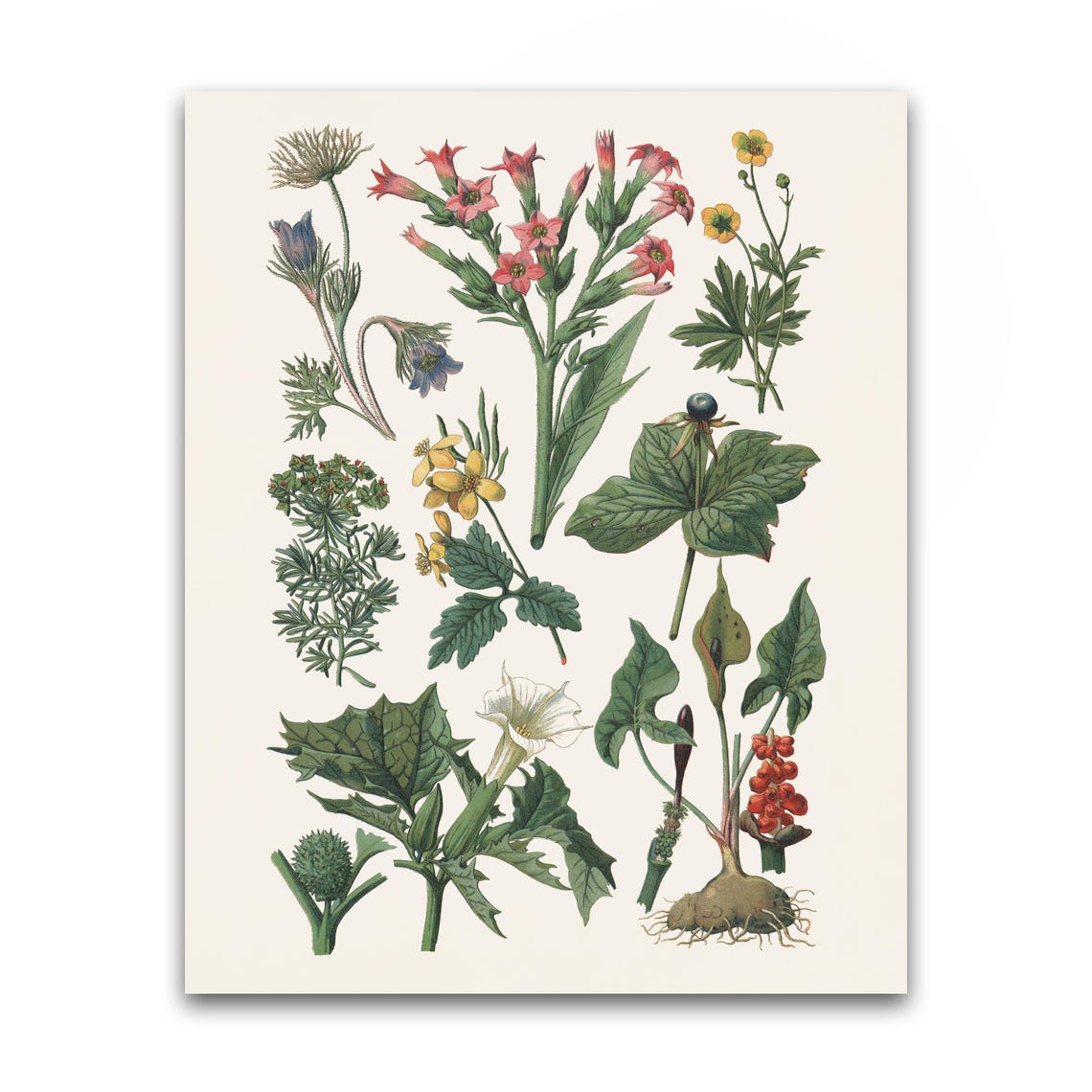 Set of Antique Botanical Flowers Wall Art | Physical Print Pair - Etsy