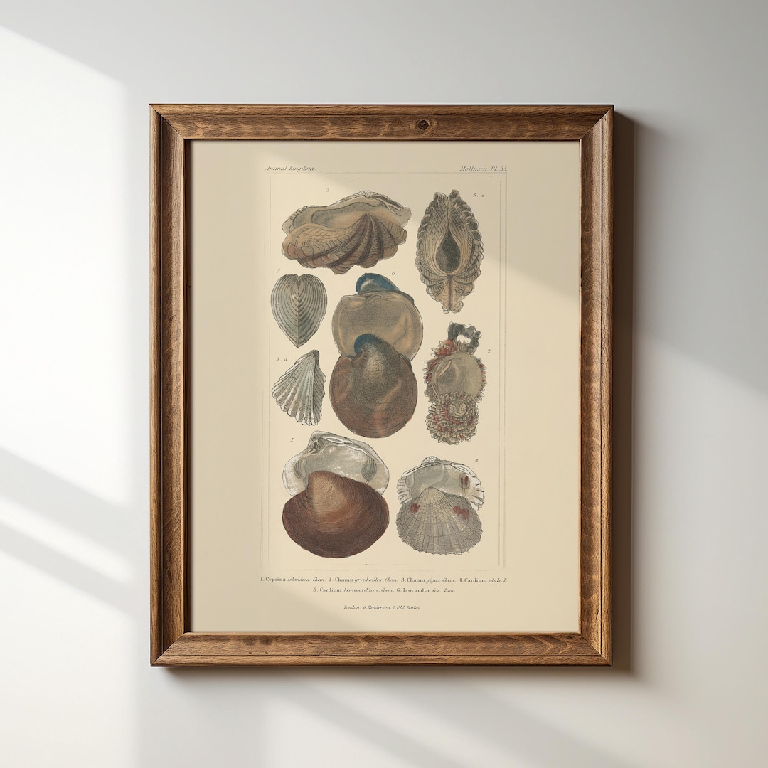 Antique Mollusk I Oyster Shell Fine Art Print - Etsy