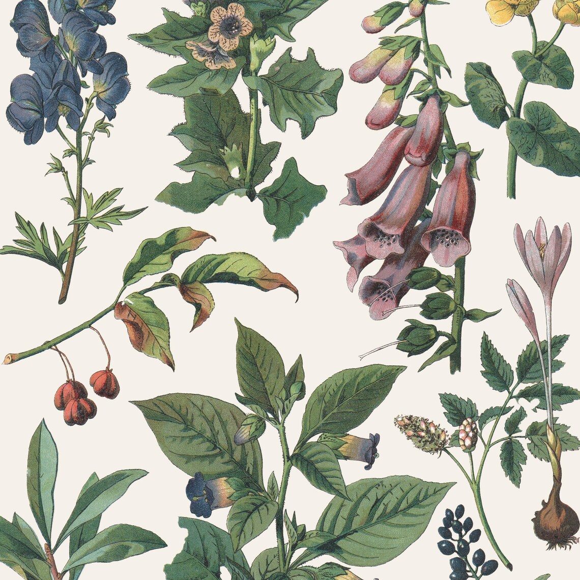 Set of Antique Botanical Flowers Wall Art | Physical Print Pair - Etsy