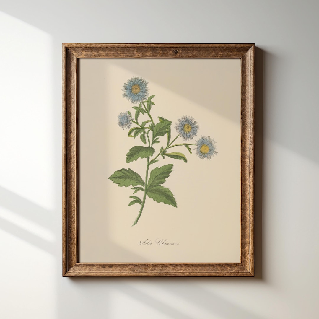 Antique Botanical Art Print: Blue Aster Flower | Physical Print | Free ...