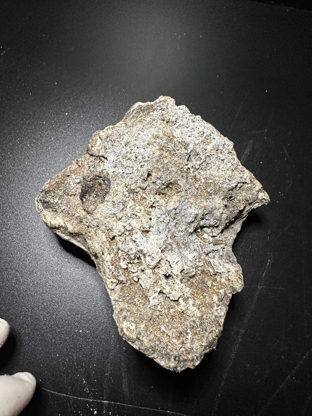 Sperm Whale Ambergris . Amber Gris - Etsy