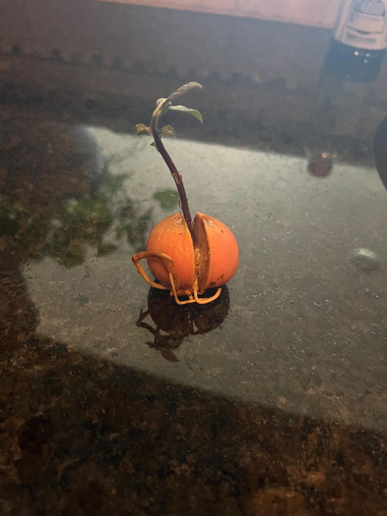 Avocado *LIVE* Tree Sapling Plant USA Home Grown - Etsy