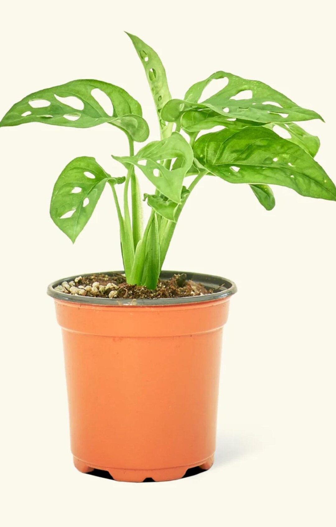 Little Swiss Monstera Adansonii, Little Swiss Cheese ,tropical ...