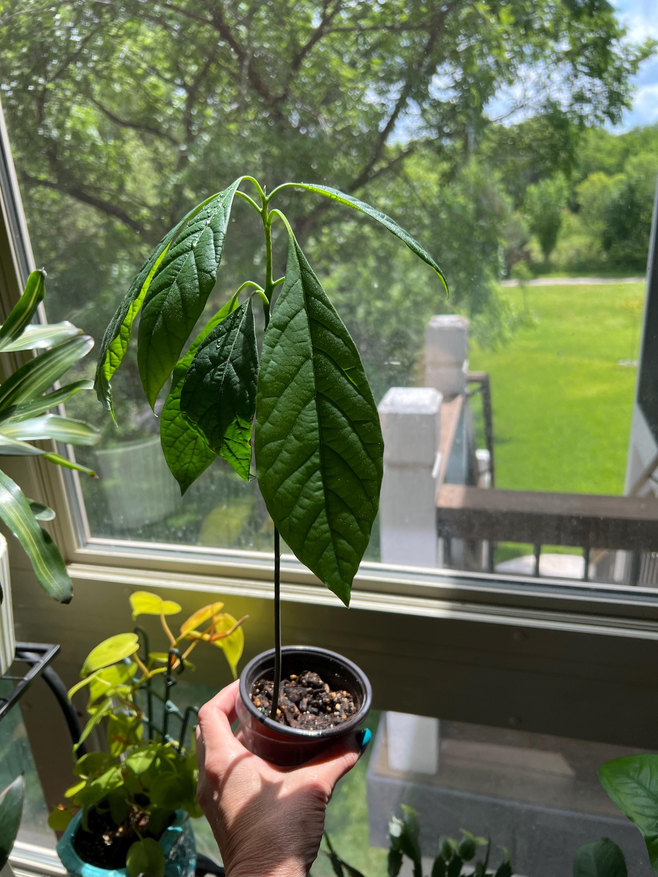 Avocado *LIVE* Tree Sapling Plant USA Home Grown - Etsy