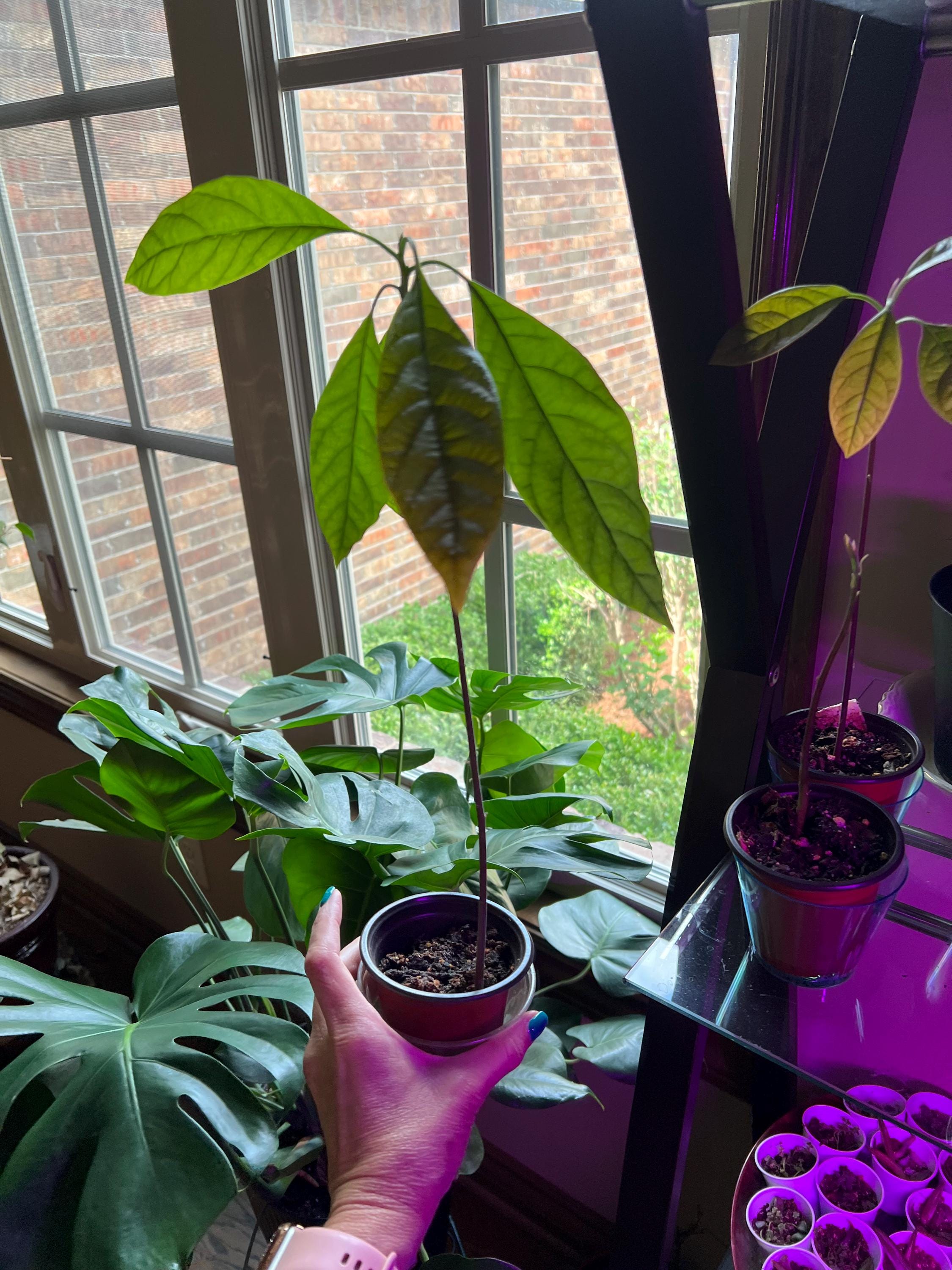 Avocado *LIVE* Tree Sapling Plant USA Home Grown - Etsy