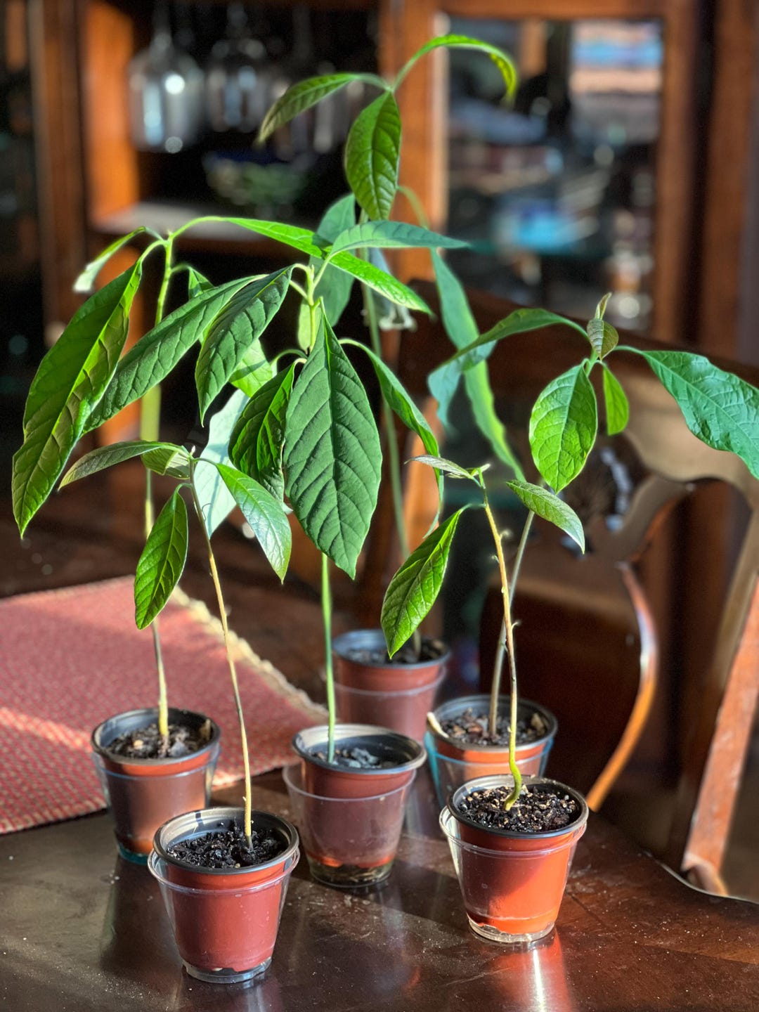 Avocado *LIVE* Tree Sapling Plant USA Home Grown - Etsy